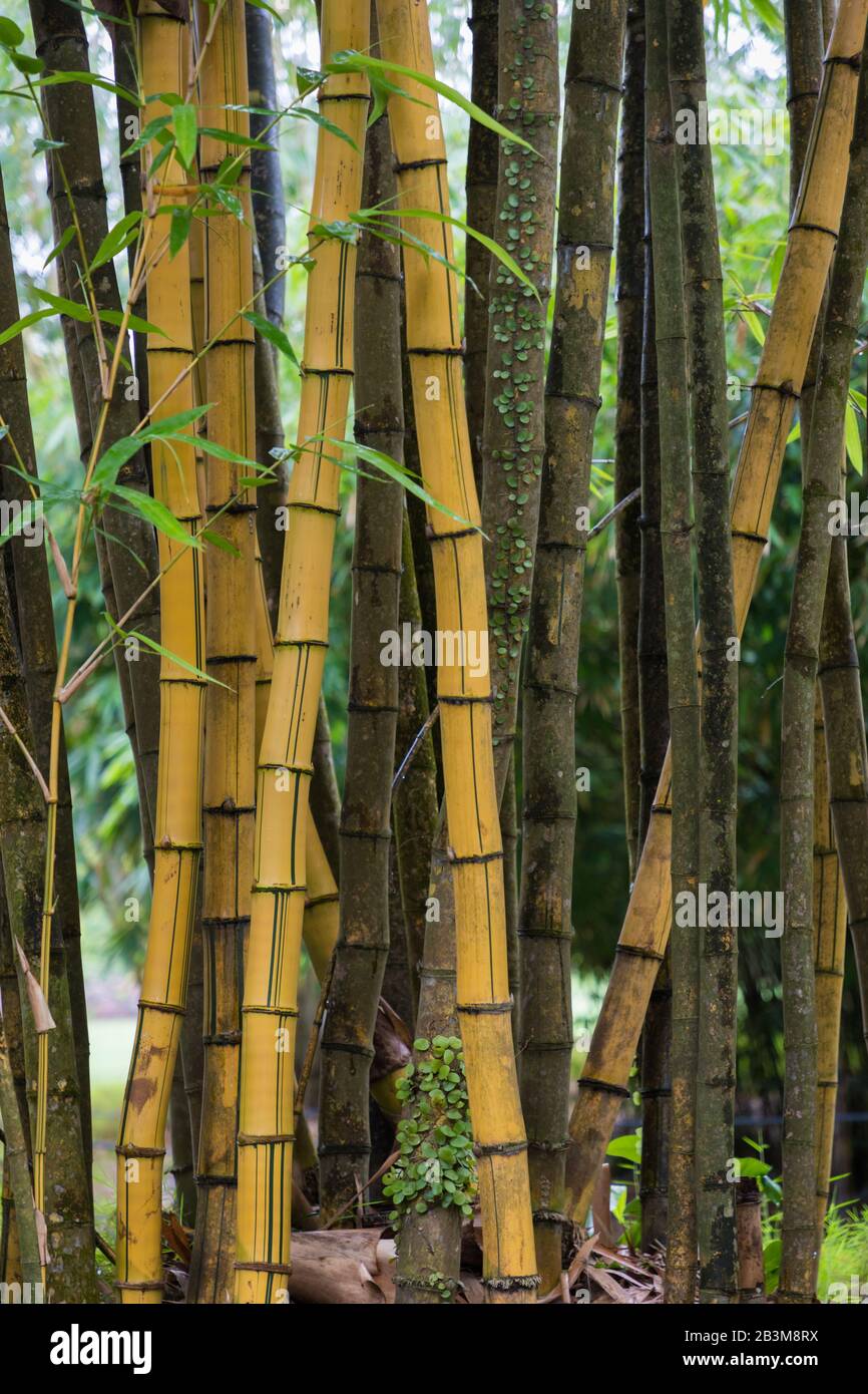 Sacred bali bamoo hi-res stock photography and images - Alamy