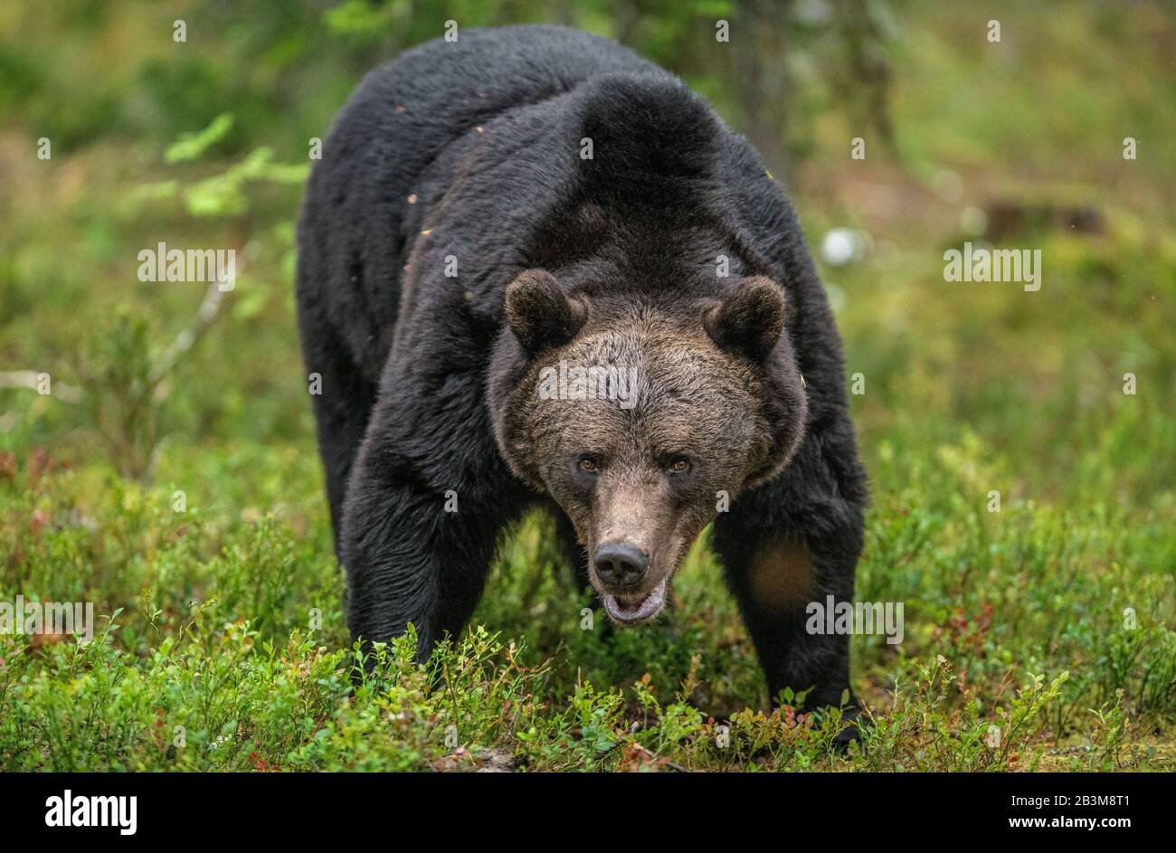 Adult male of brown bear at autumn forest. Front view. Natural habitat ...