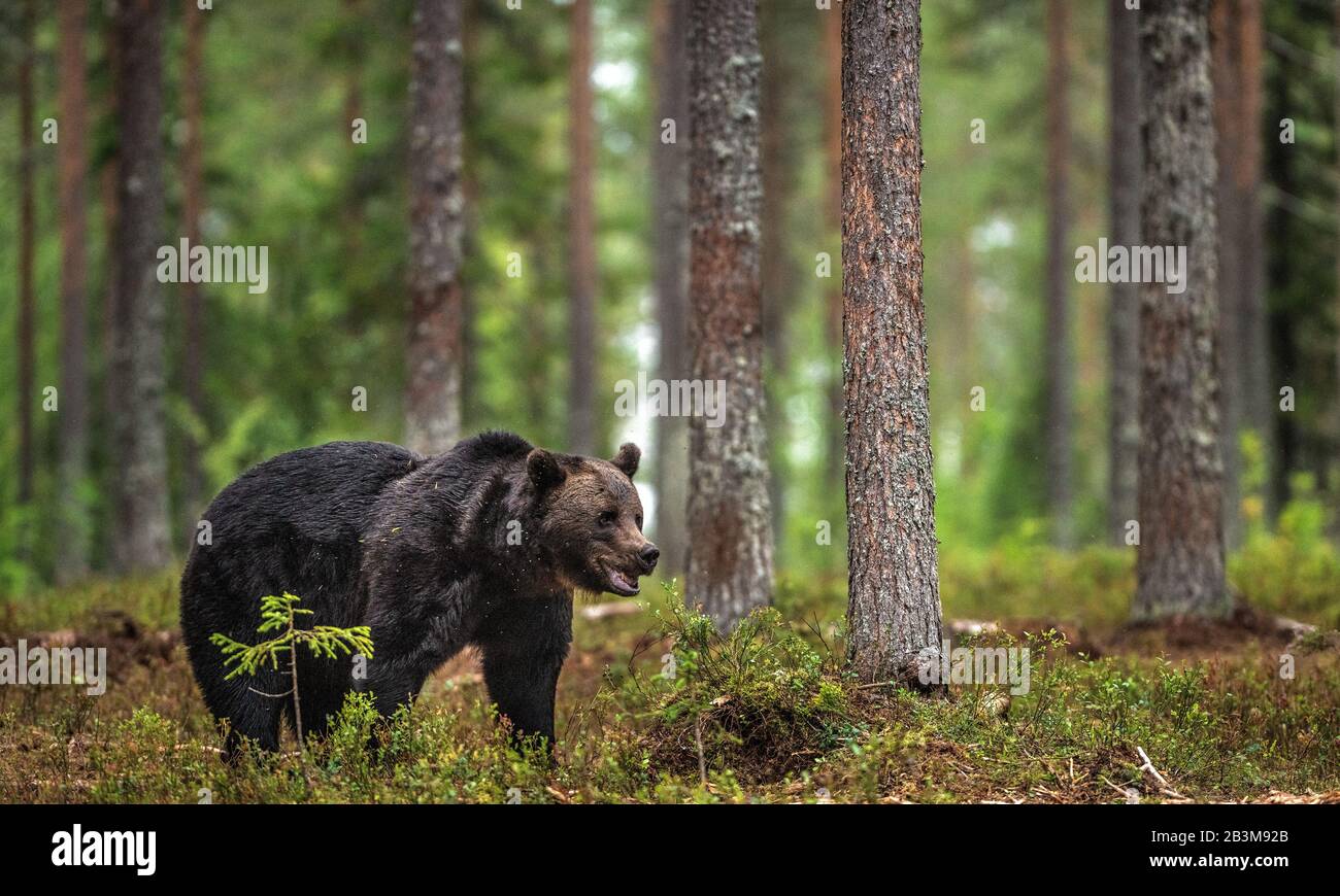 Adult male of brown bear at autumn forest. Natural habitat. pine forest ...