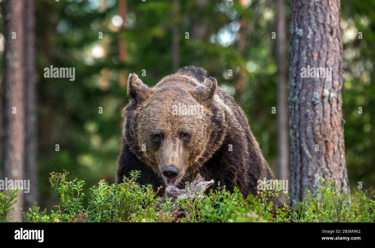 Adult male of brown bear at autumn forest. Front view. Natural habitat ...