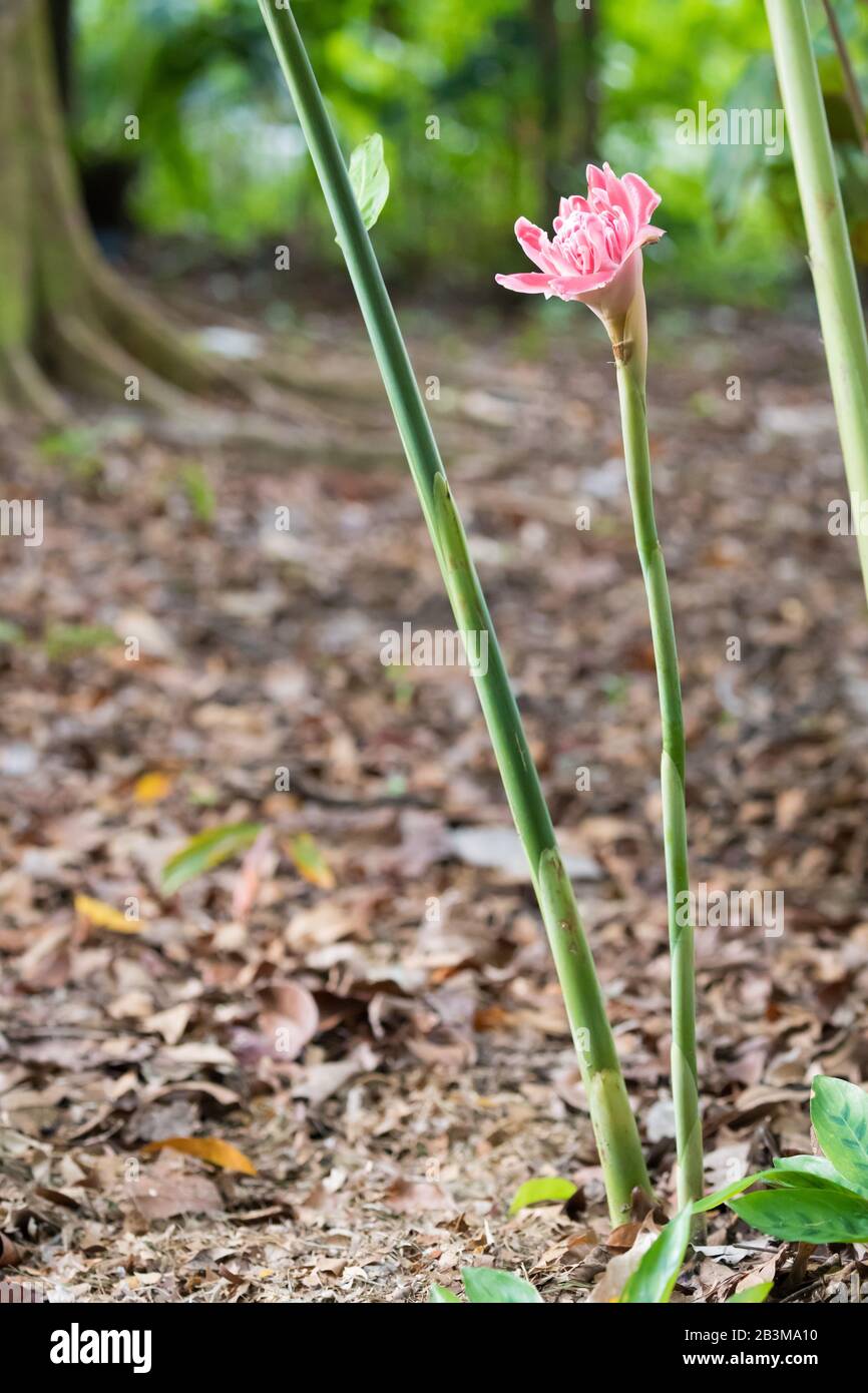 Wax flower, Ginger Garden, Singapore Botanic Gardens Stock Photo - Alamy