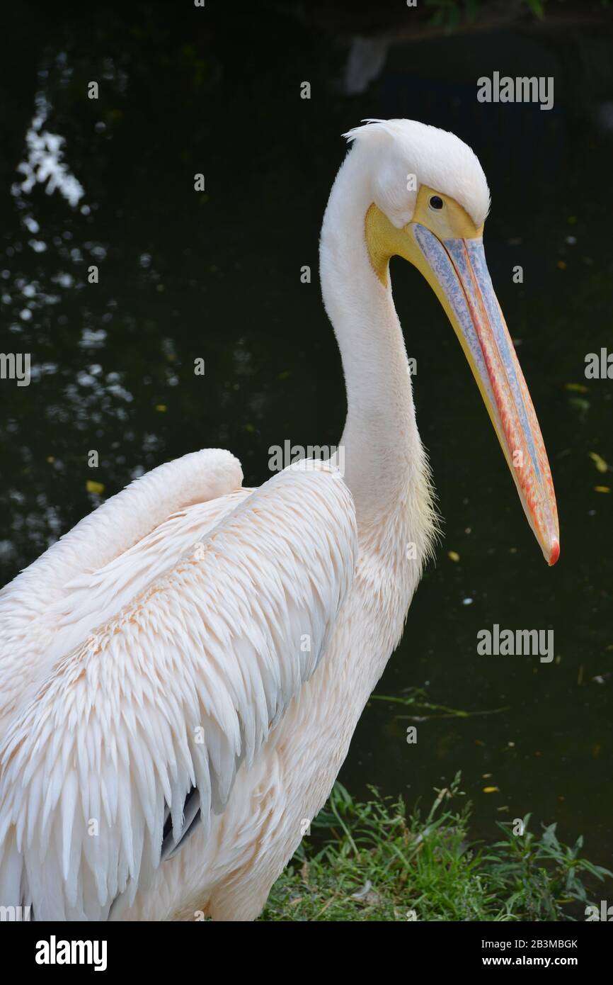 Great white pelican (Pelecanus onocrotalus) is situated against the ...