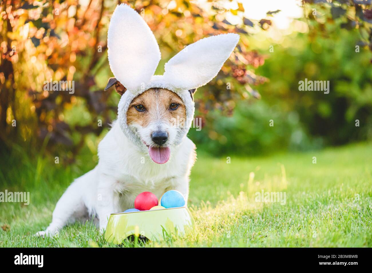 Funny Easter bunny dog with bowl full of traditional colored eggs Stock ...
