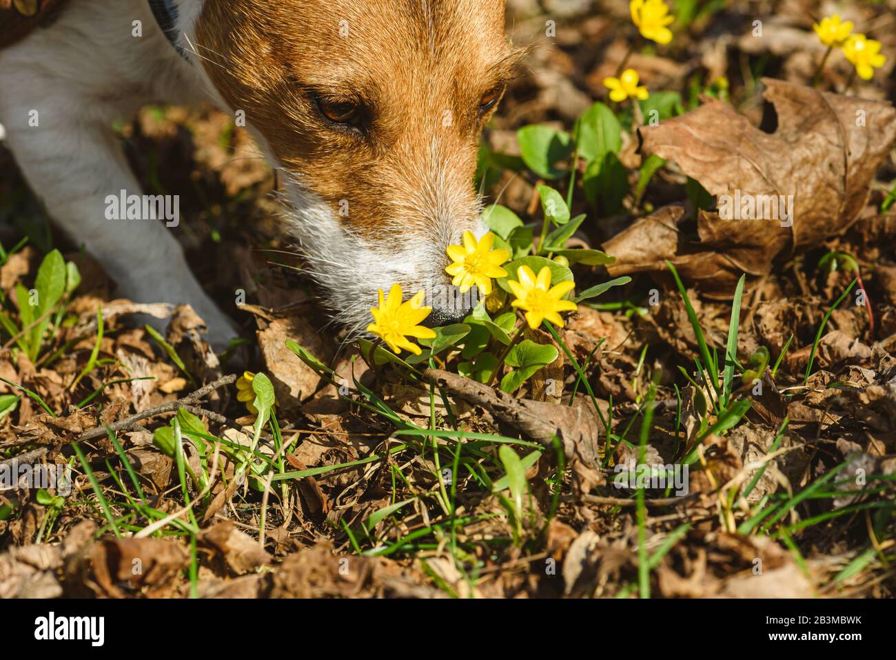 Warm sunny spring weather hi-res stock photography and images - Alamy