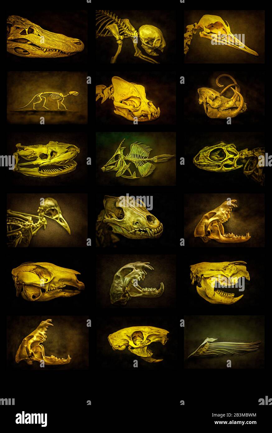 Poster skull animals hi-res stock photography and images - Alamy