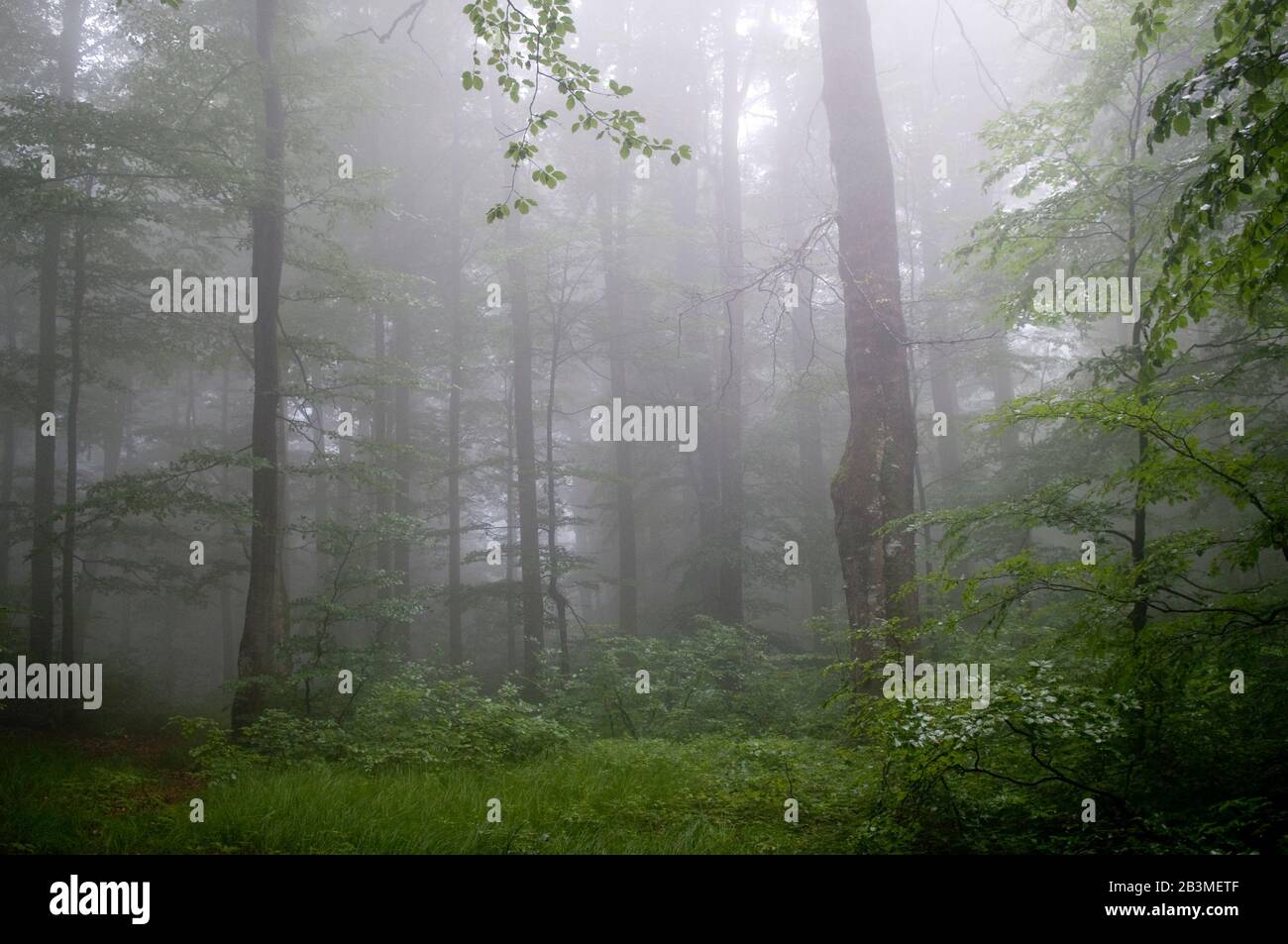 Mystical locations hi-res stock photography and images - Alamy