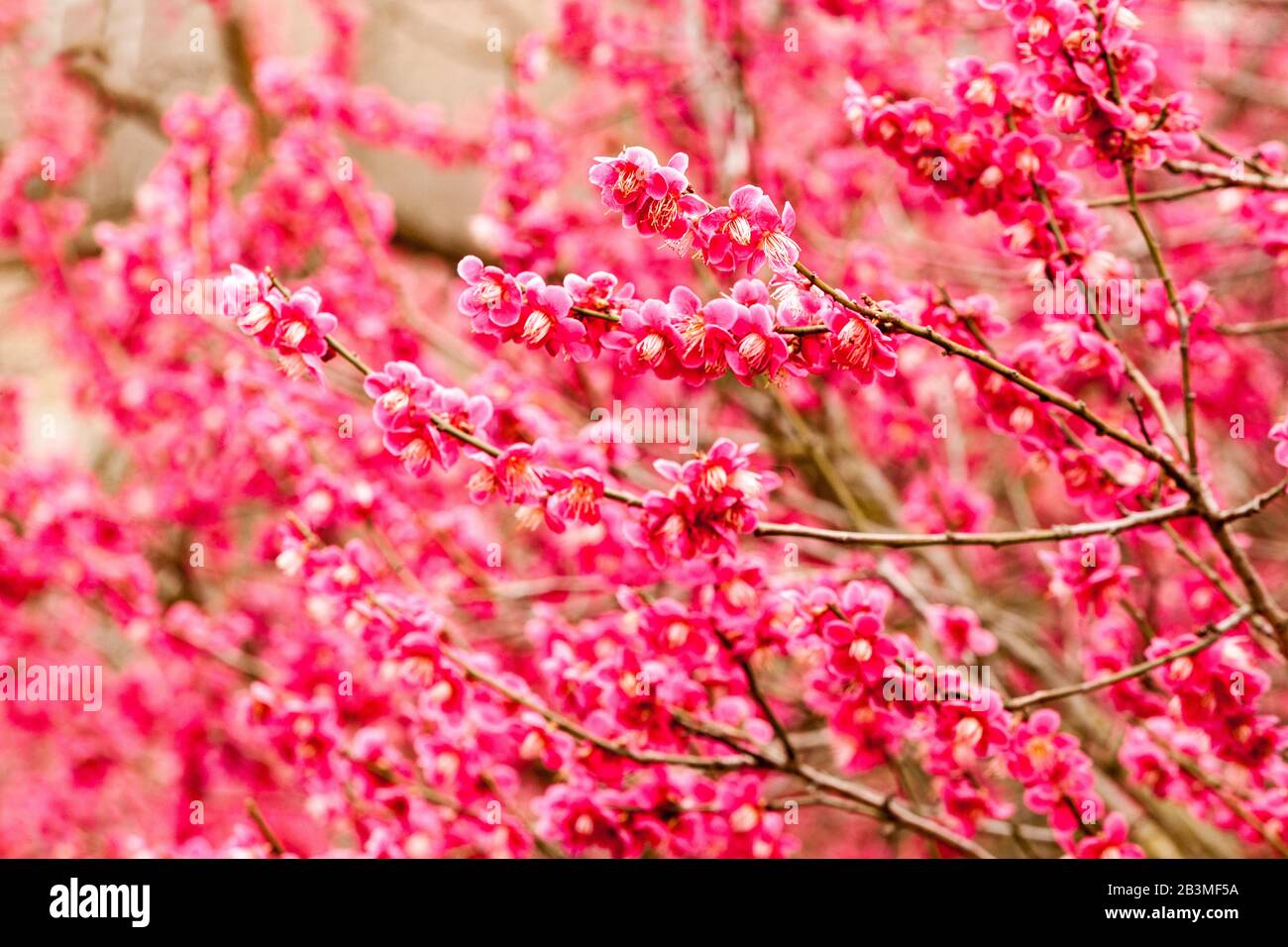 Prunus mume Beni-Chidori, Japanese apricot flowering shub in full bloom ...