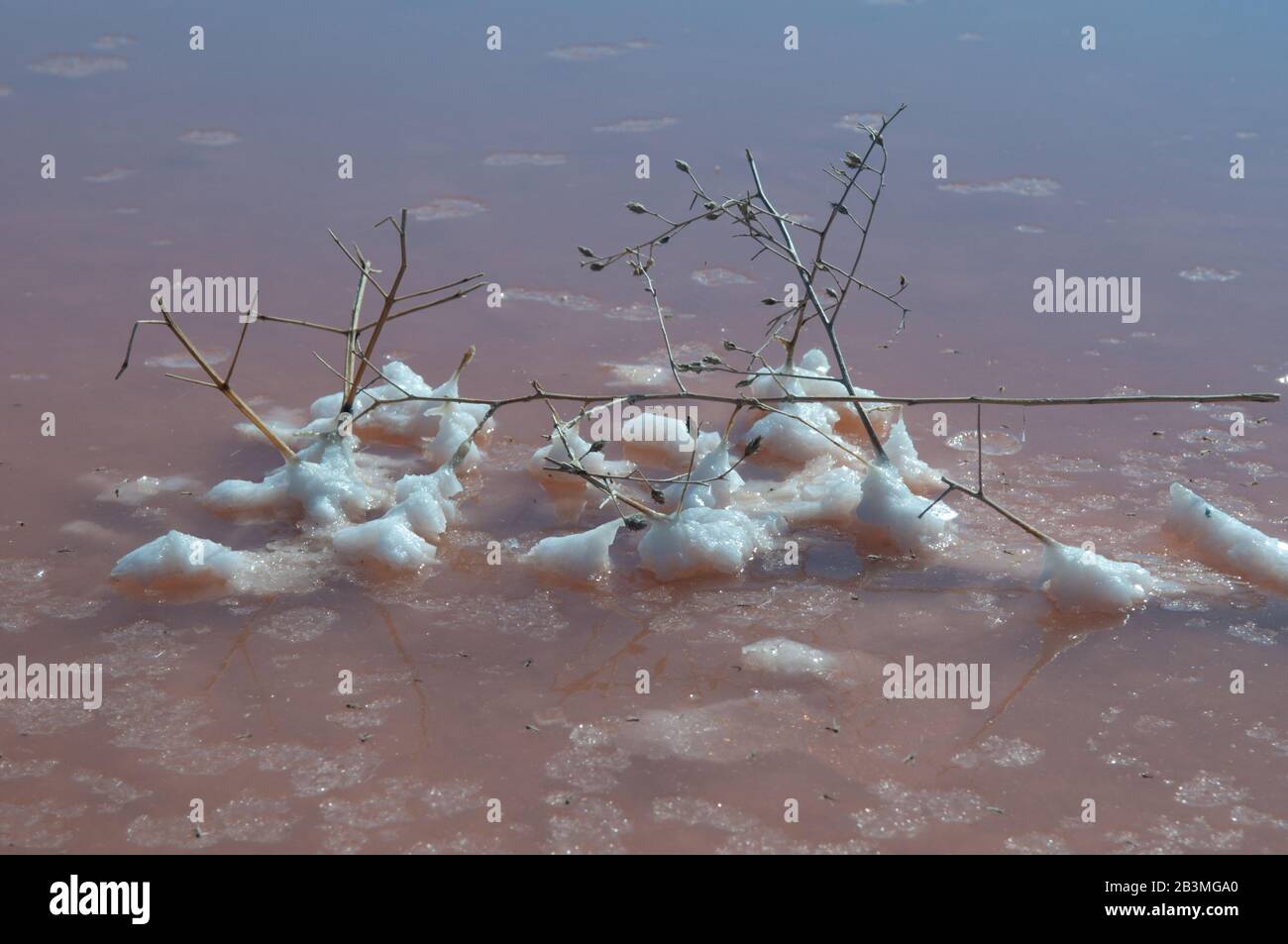Surface of salt lake is multicoloured. Branch happens in salt solution ...