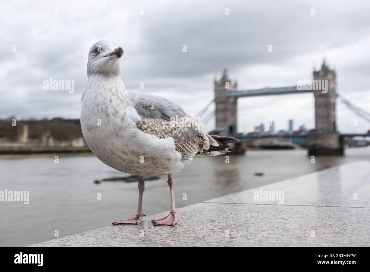 Wildlife in central london hi-res stock photography and images - Alamy
