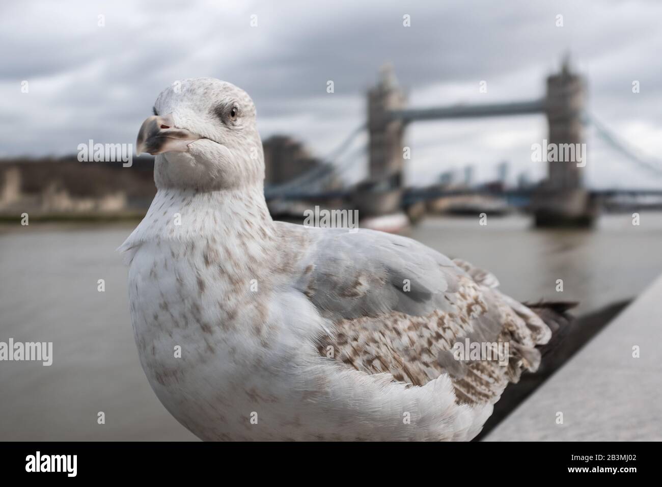 A seagull in front of Tower Bridge in central London, UK Stock Photo ...