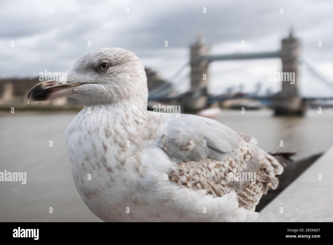 A seagull in front of Tower Bridge in central London, UK Stock Photo ...