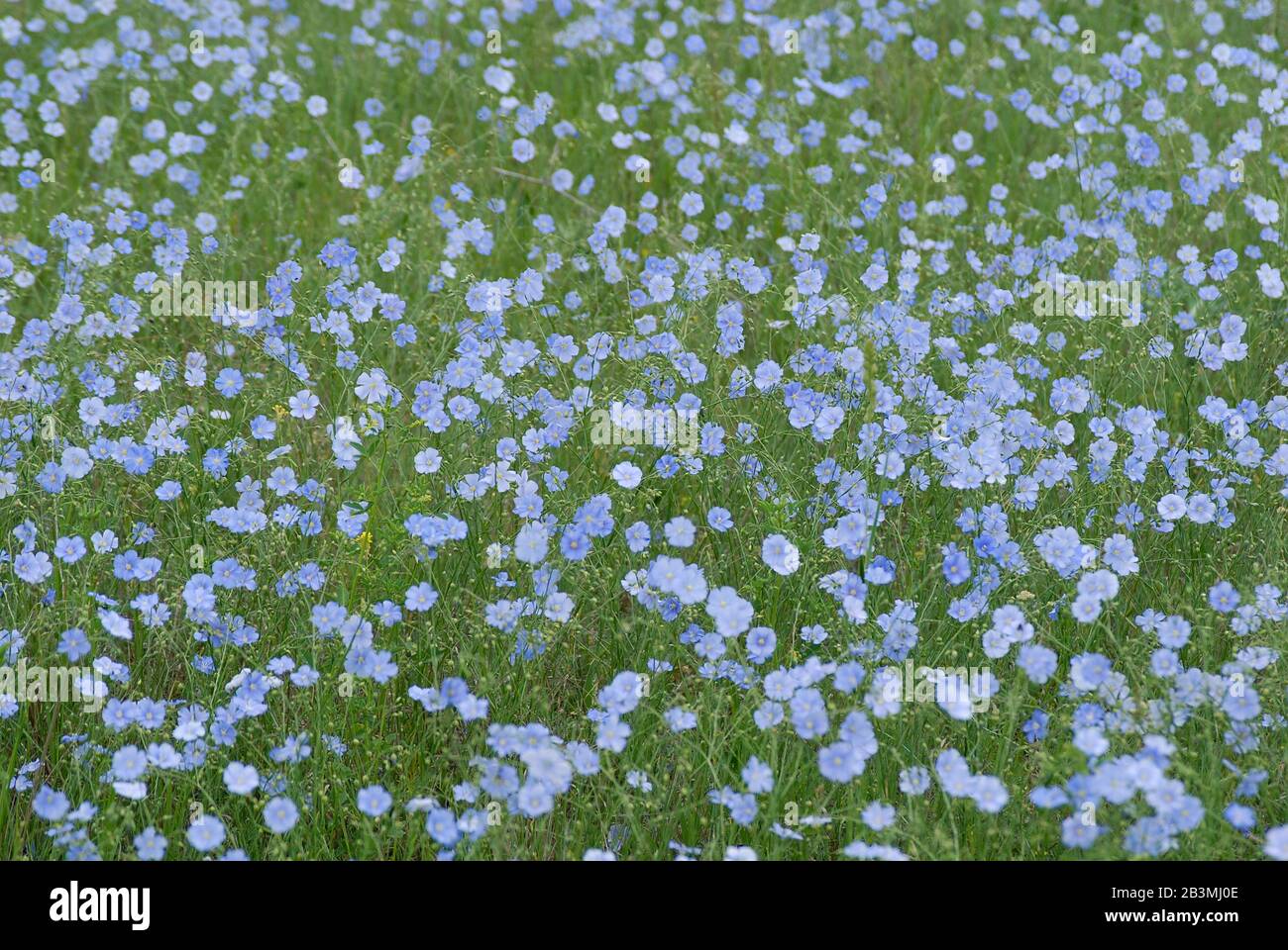This is field of wild flax. Botanic name of these flowers is mother of ...