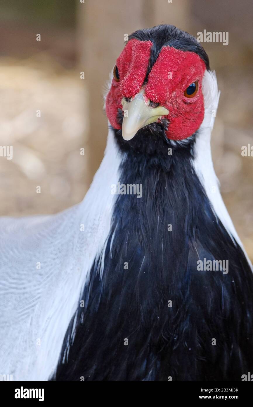 Portrait of a silver pheasant, part of animal in front Stock Photo - Alamy