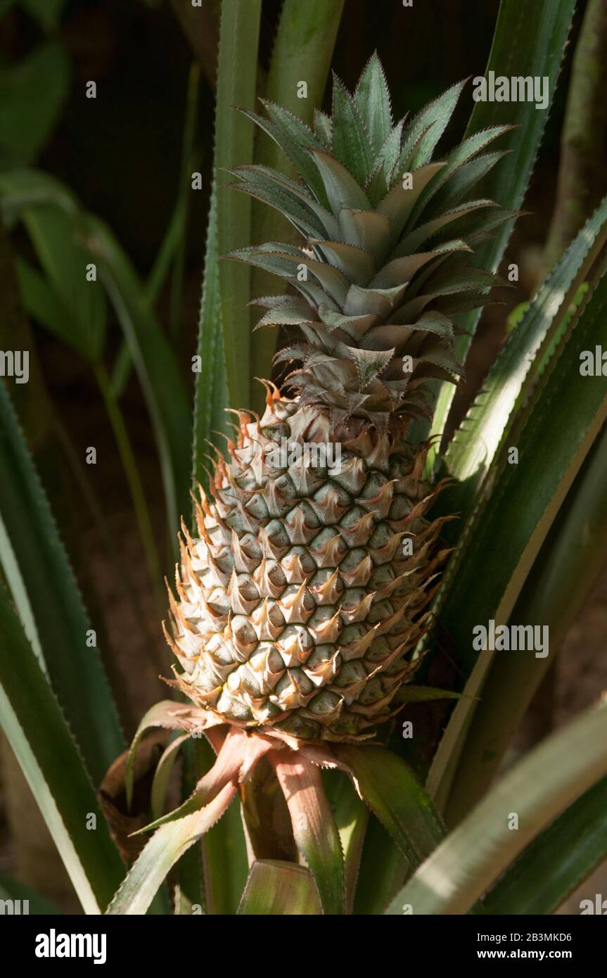 This is an Pineapple growing in the garden. The Pineapple is a plant of ...