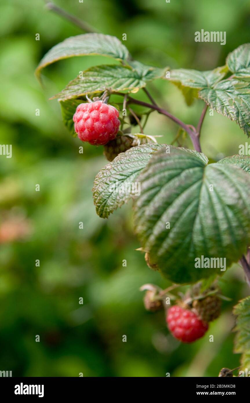 Summer raspberries growth on the bush Stock Photo - Alamy
