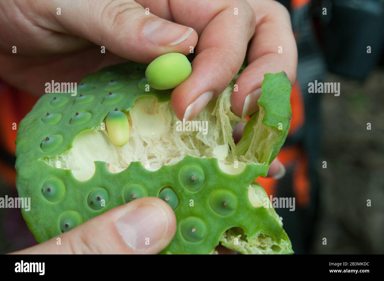 Lotus Fruit High Resolution Stock Photography and Images - Alamy