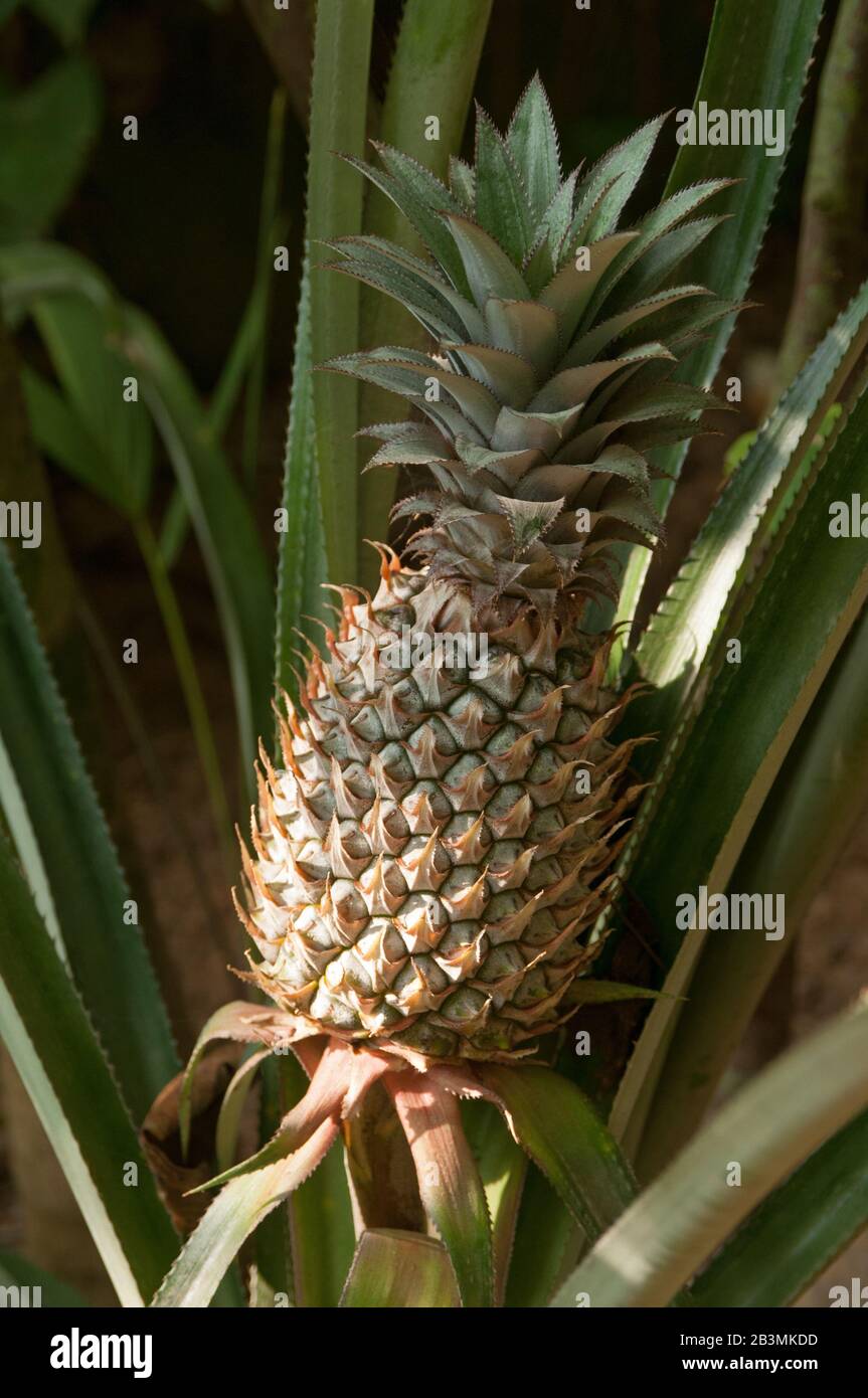 This is an Pineapple growing in the garden. The Pineapple is a plant of ...