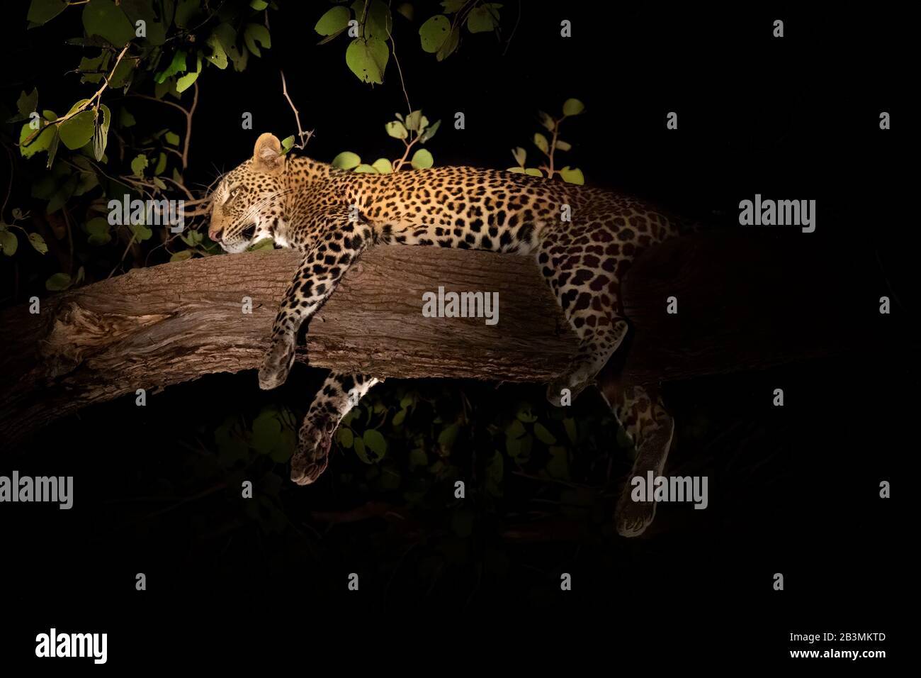 Angry leopard hi-res stock photography and images - Alamy