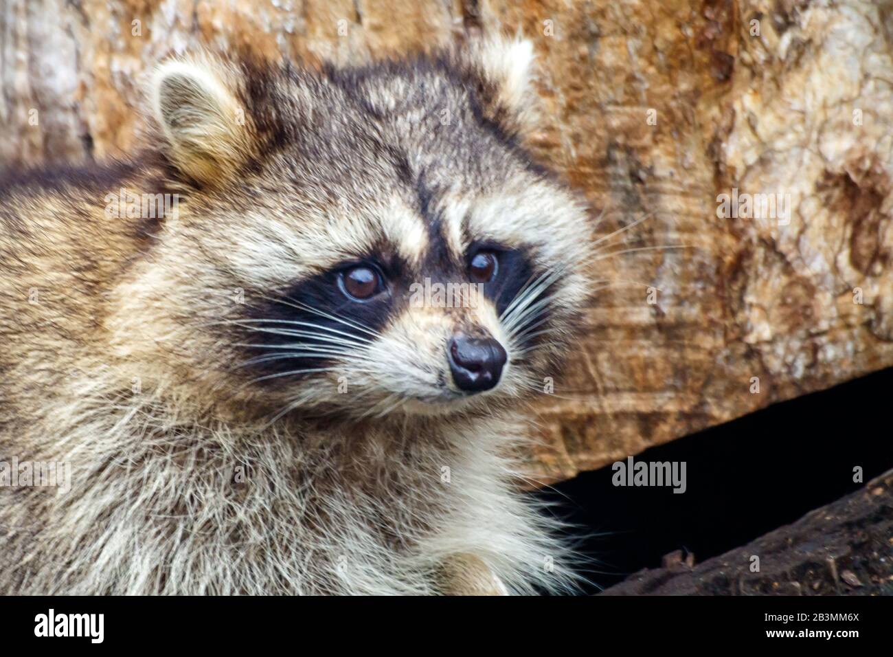 Cute Raccoon High Resolution Stock Photography and Images - Alamy