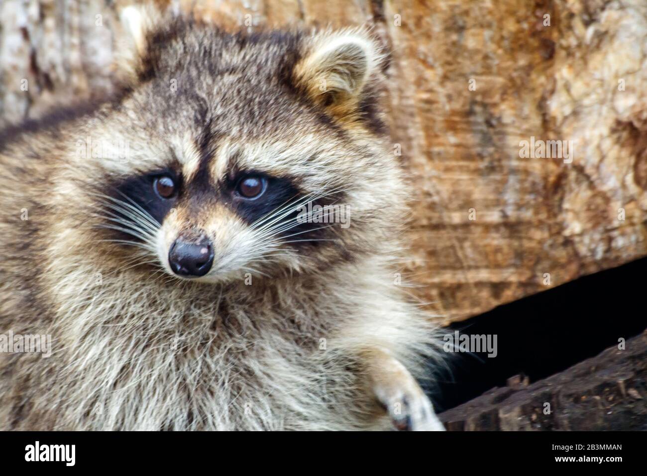 Sad racoon hi-res stock photography and images - Alamy