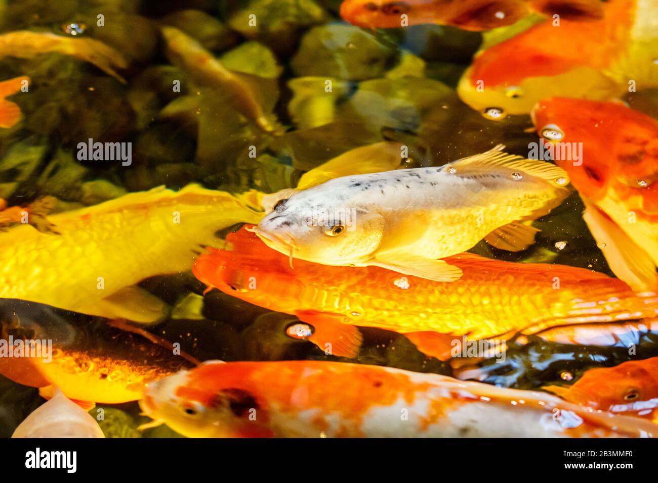 many japanese red carps in the pool outdoor closeup Stock Photo - Alamy