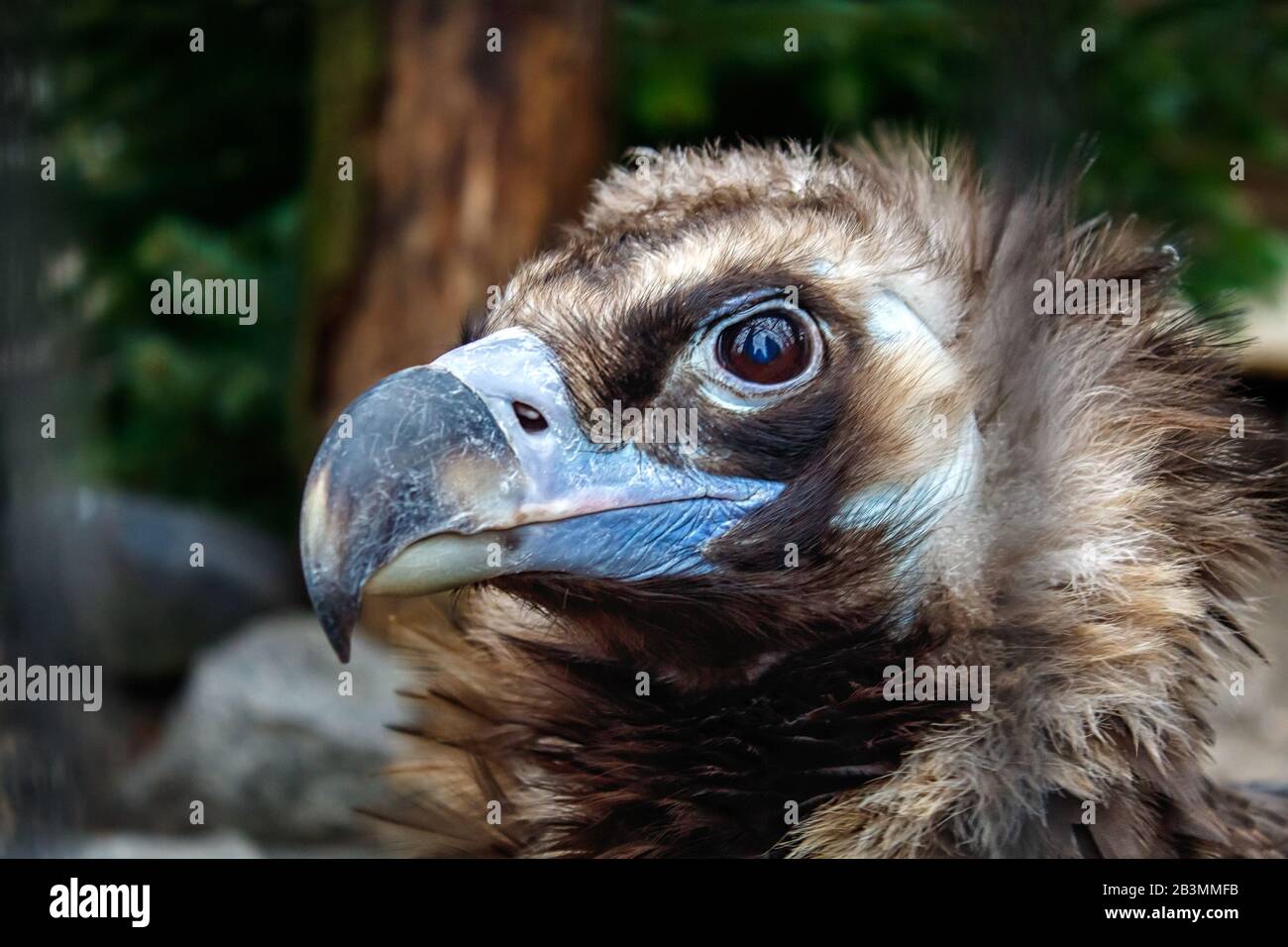 head of big black vulture closeup outdoor Stock Photo - Alamy