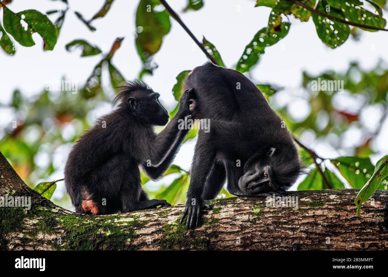 Maca tree hi-res stock photography and images - Alamy