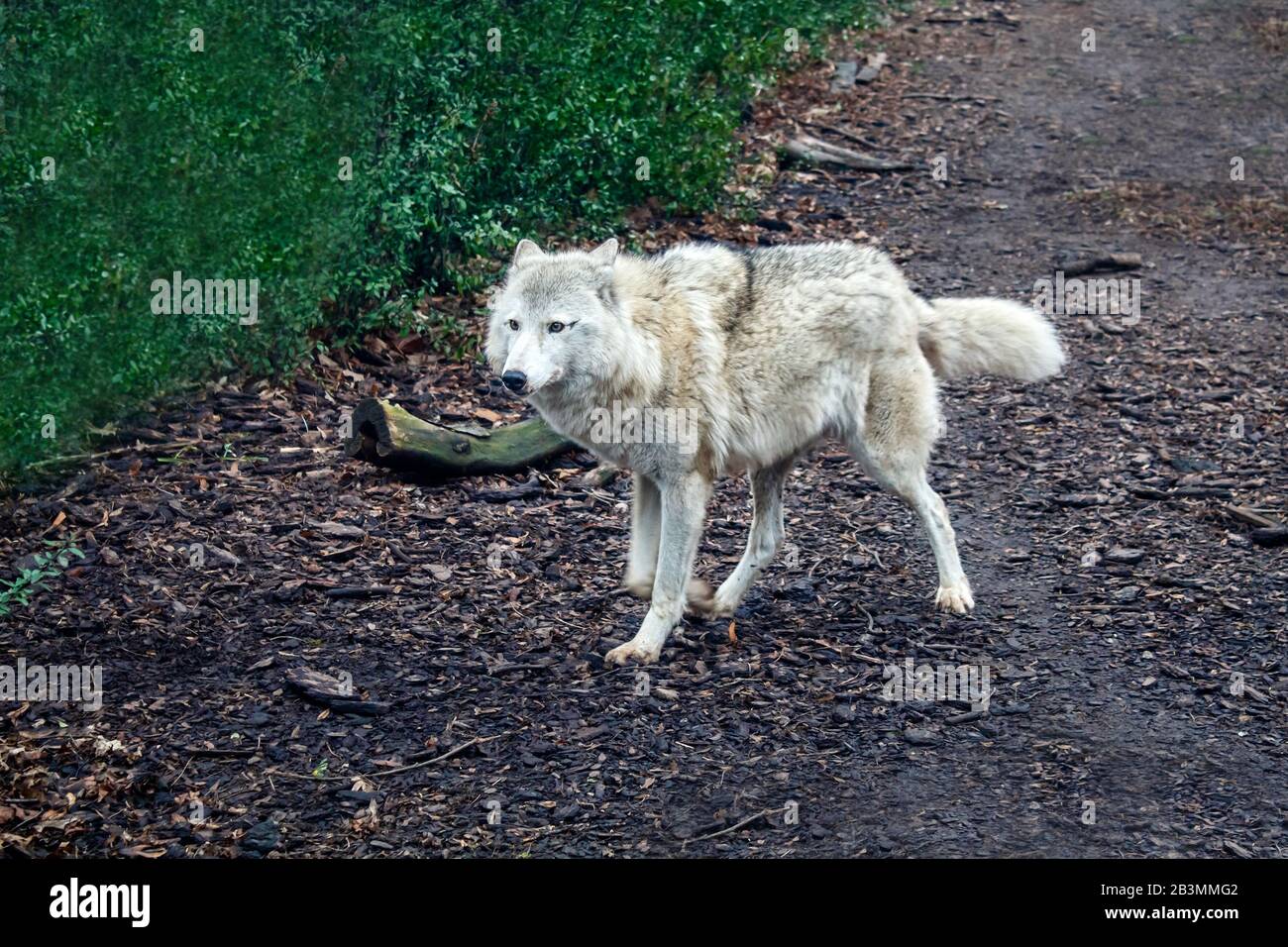 Steppe wolf hi-res stock photography and images - Alamy