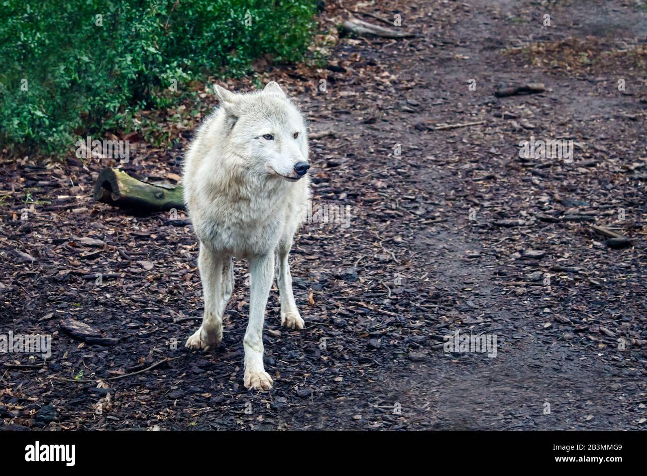 Eurasian steppe hi-res stock photography and images - Alamy