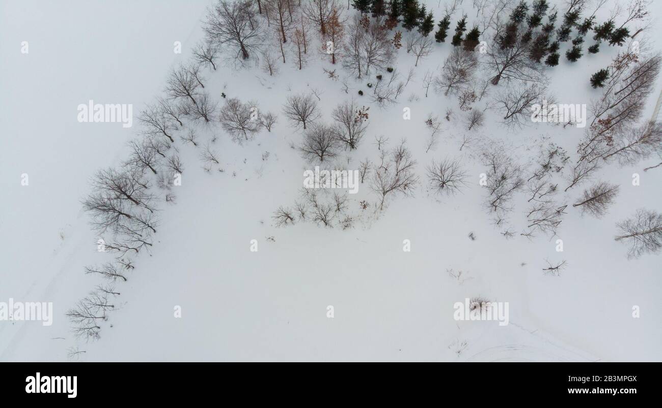 top down view of a few sparse clump of trees and bushes growing on snow ...