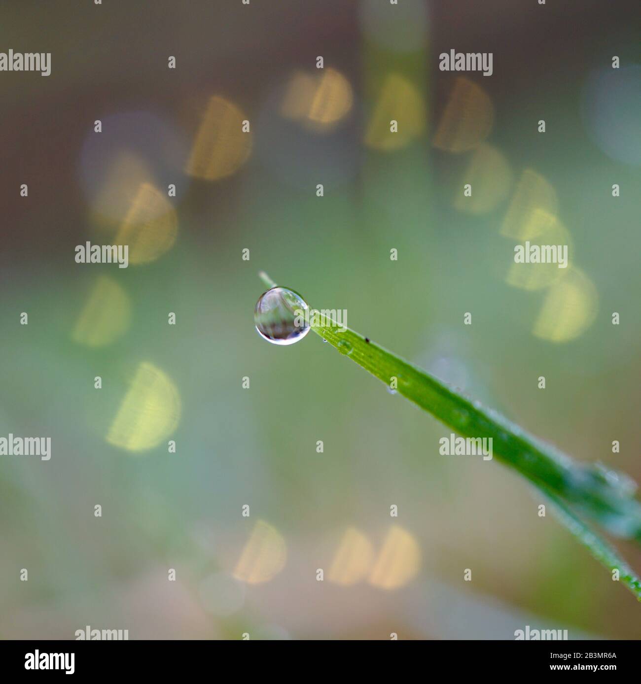 raindrop on the green grass in rainy days in spring season Stock Photo ...