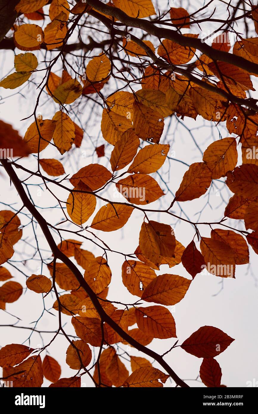 tree brown leaves in autumn season Stock Photo - Alamy