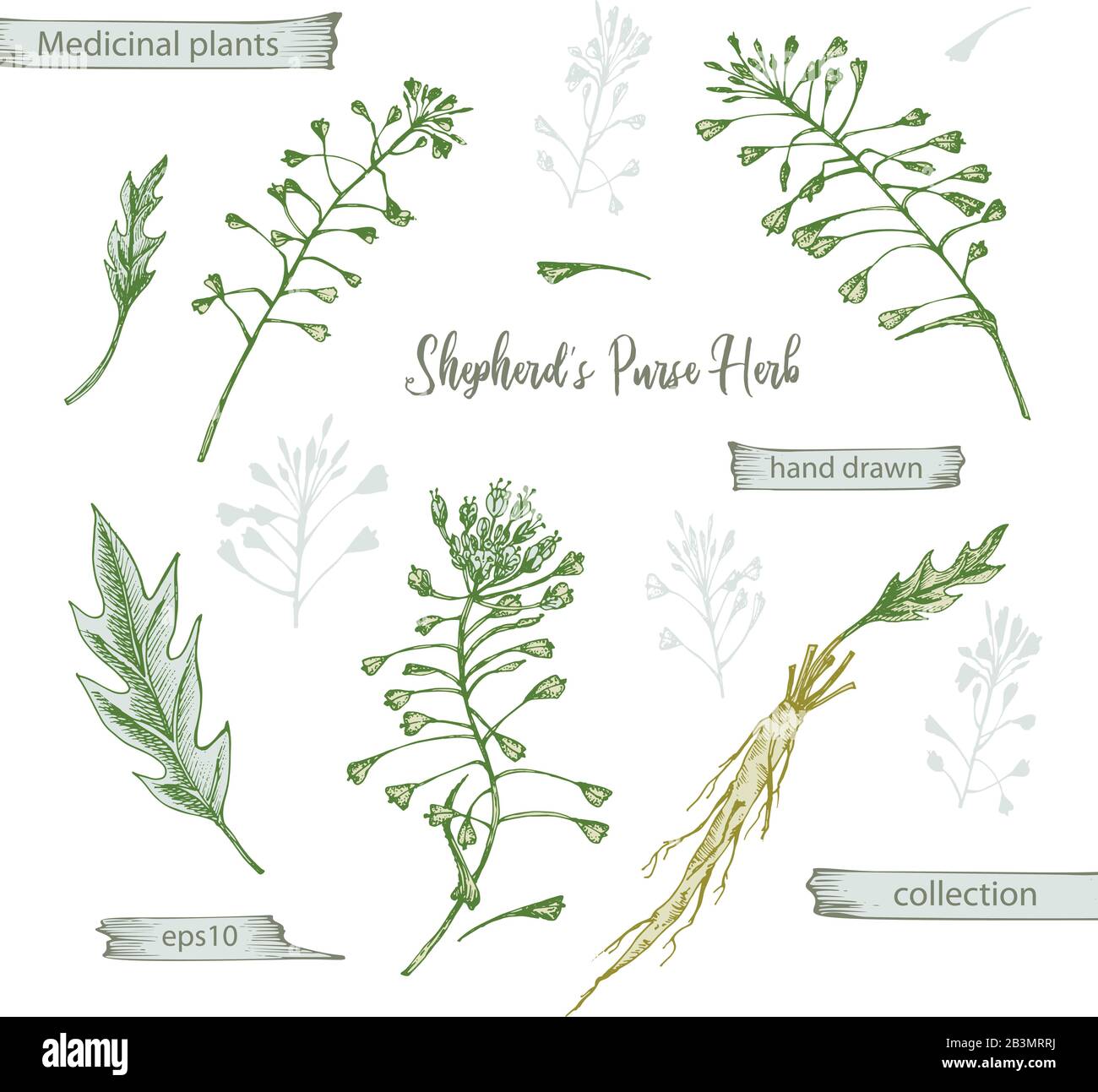 Herbal medicinal vector set hi-res stock photography and images - Alamy