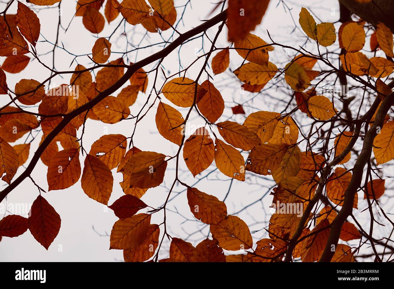 Brown tree branches hi-res stock photography and images - Alamy