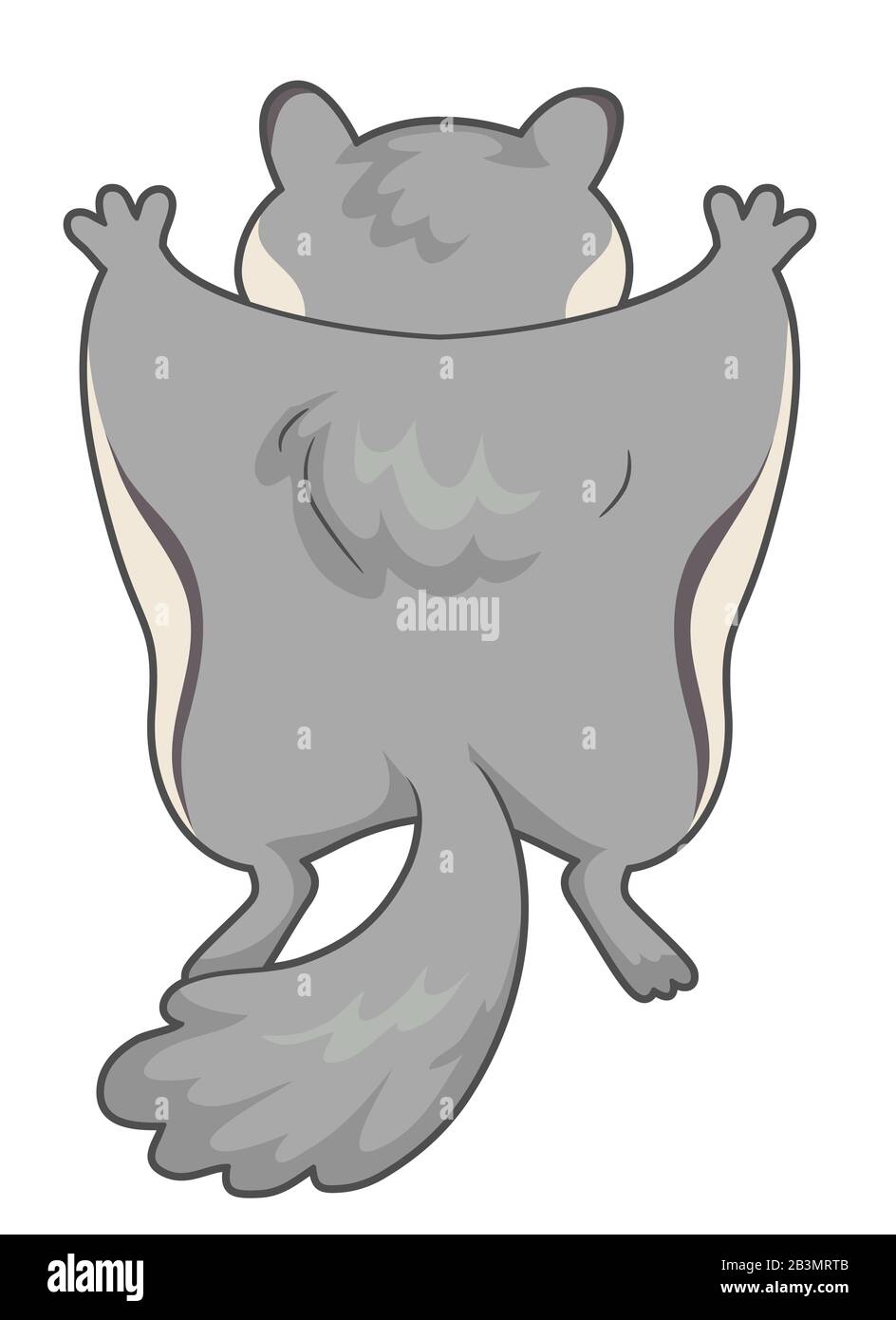 Illustration of a Flying Squirrel in Rear View Stock Photo - Alamy