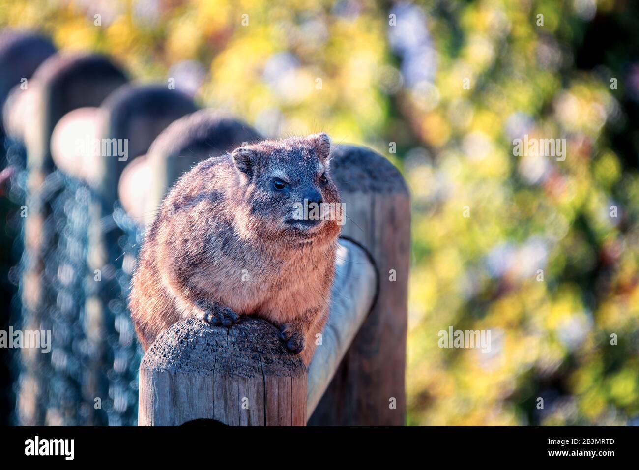 Fat well fed hi-res stock photography and images - Alamy