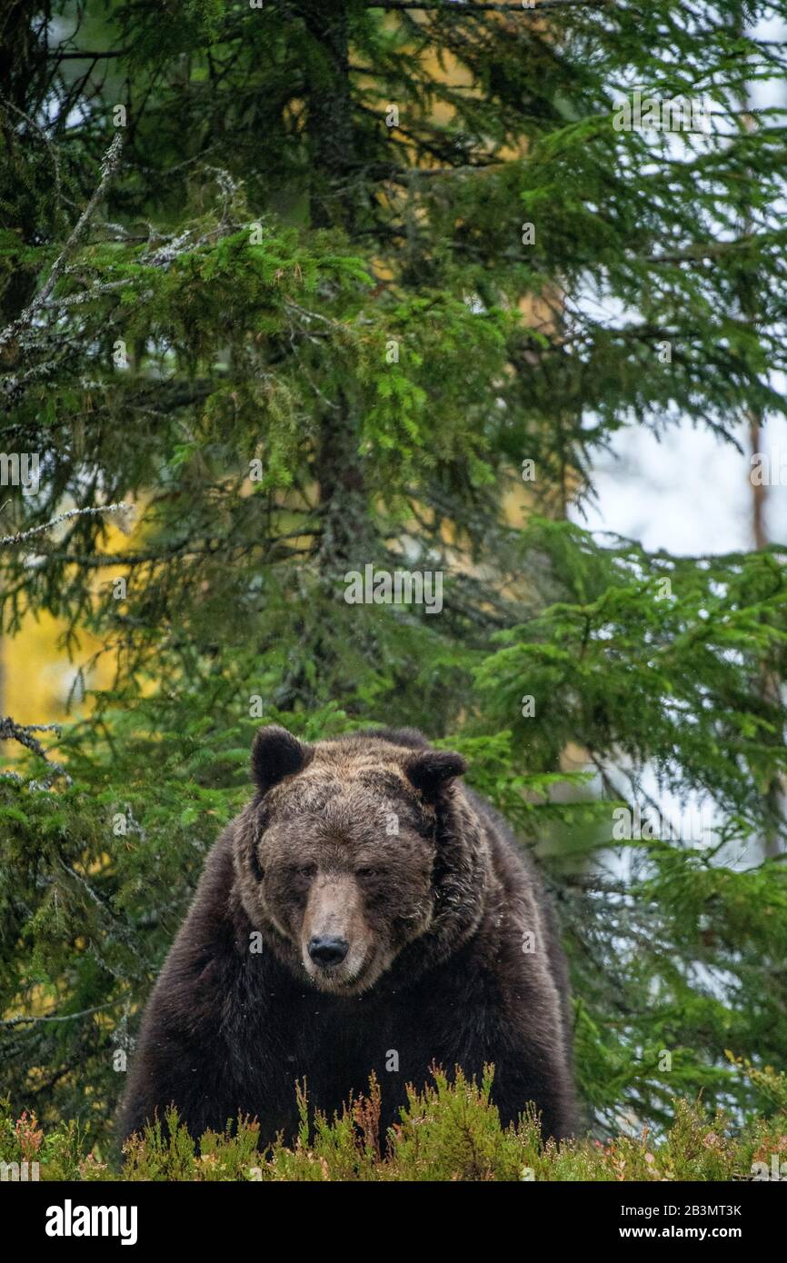 Adult male of brown bear at autumn forest. Front view. Natural habitat ...