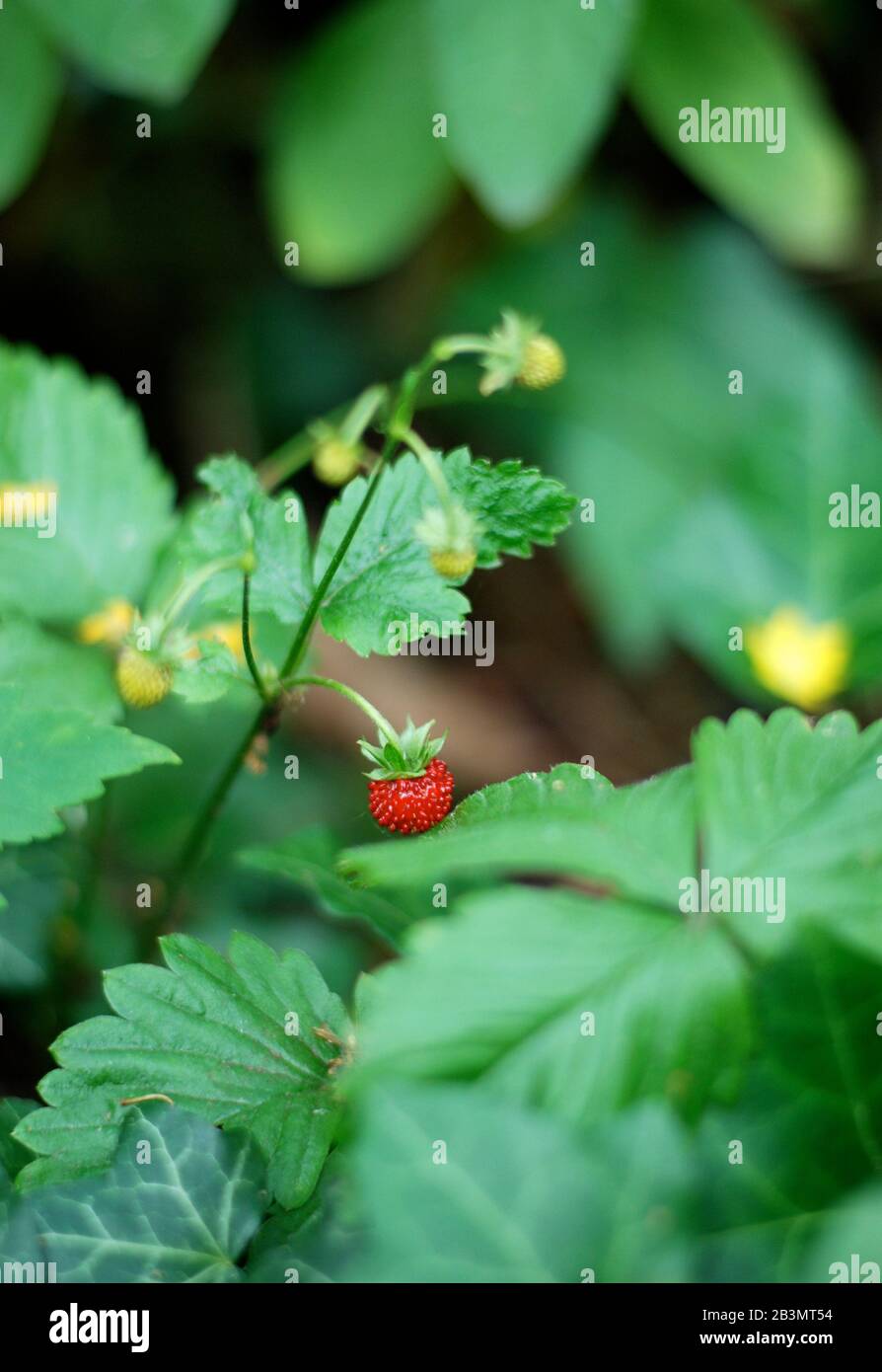 Wild strawberry at the nature Stock Photo - Alamy
