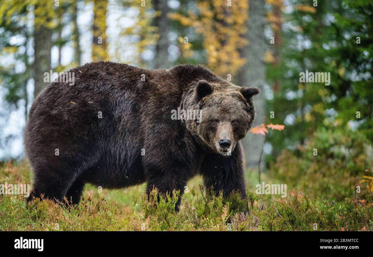 Adult male of brown bear at autumn forest. Natural habitat. pine forest ...