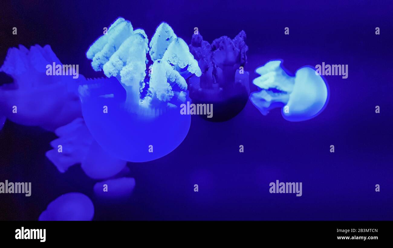 Beautiful colorful jellyfish in aquarium. Jellyfish from sea Stock ...