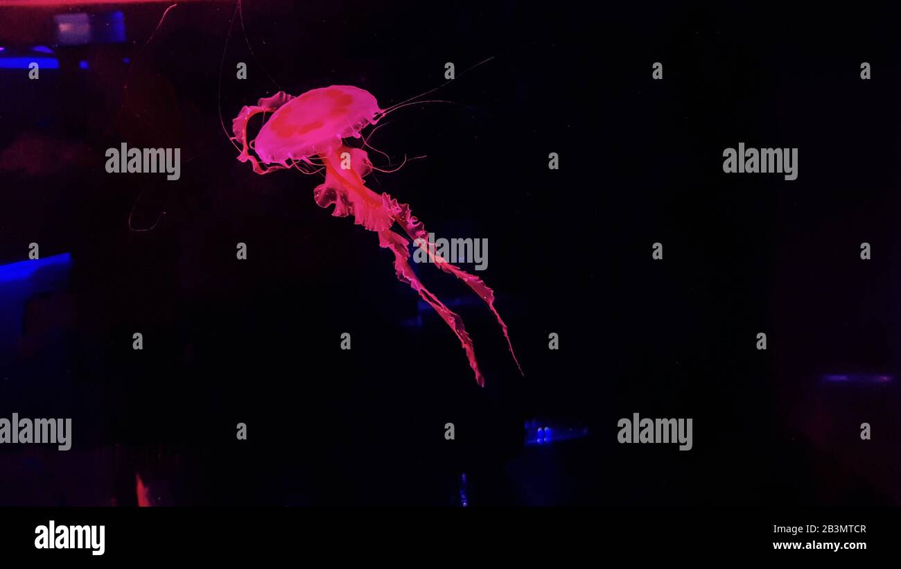 Beautiful colorful jellyfish in aquarium. Jellyfish from sea Stock ...