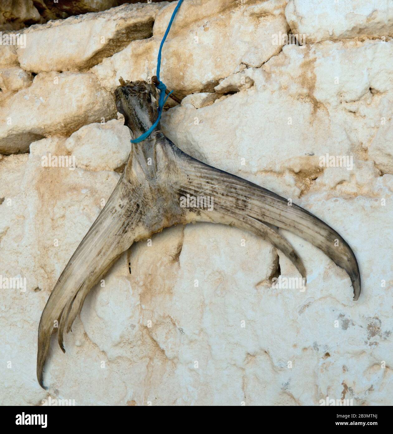 Hanging fishtail hi-res stock photography and images - Alamy