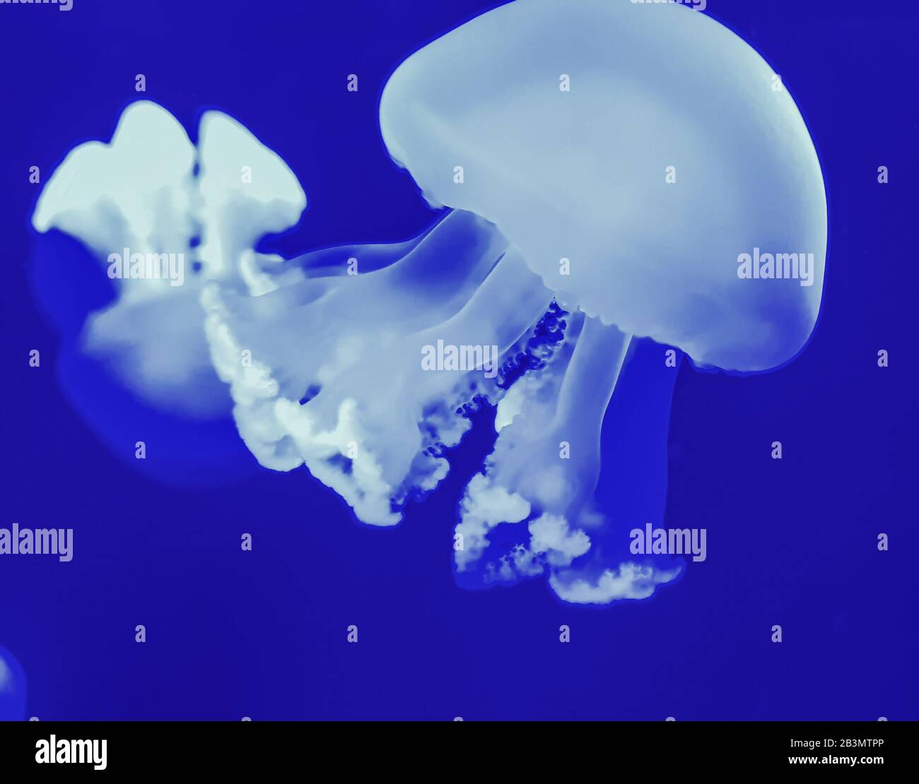 Beautiful colorful jellyfish in aquarium. Jellyfish from sea Stock ...