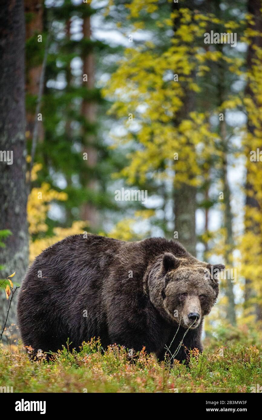 Adult male of brown bear at autumn forest. Natural habitat. pine forest ...