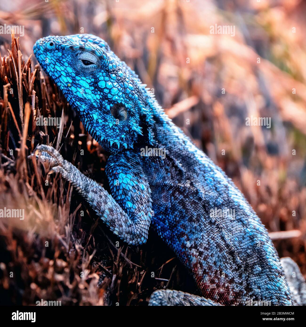 A close up of the bright blue head and shoulders of a Southern Rock ...