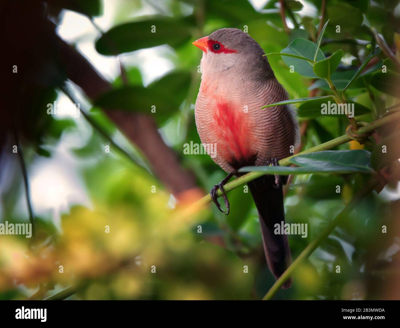 Common waxbill hi-res stock photography and images - Alamy