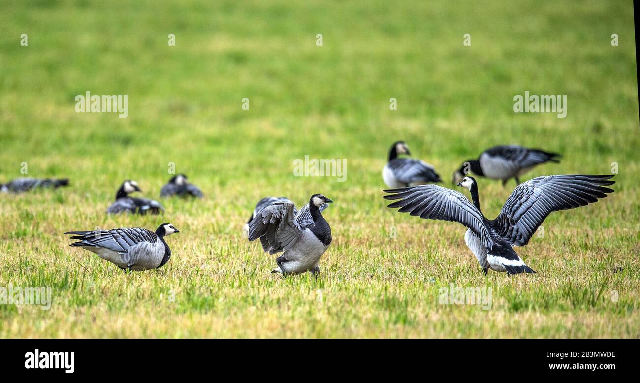The barnacle goose (Branta leucopsis) . flock of barnacle gooses is ...