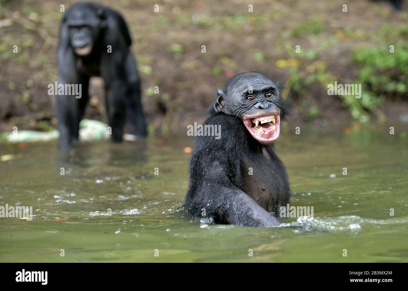 Chimp Laughing High Resolution Stock Photography and Images - Alamy