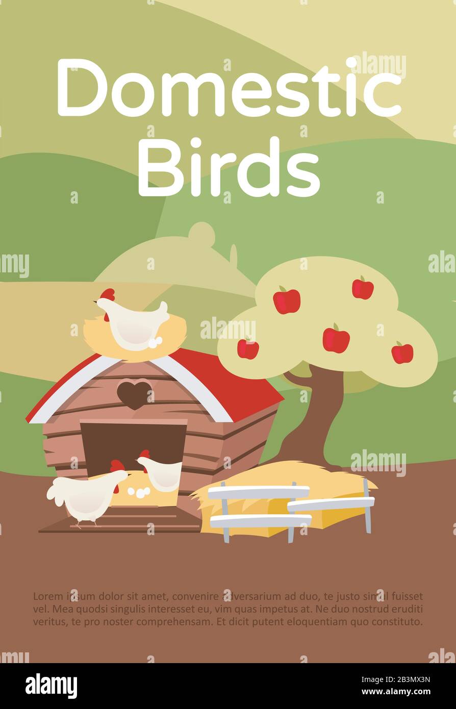 Domestic birds brochure template. Poultry farming. Flyer, booklet ...