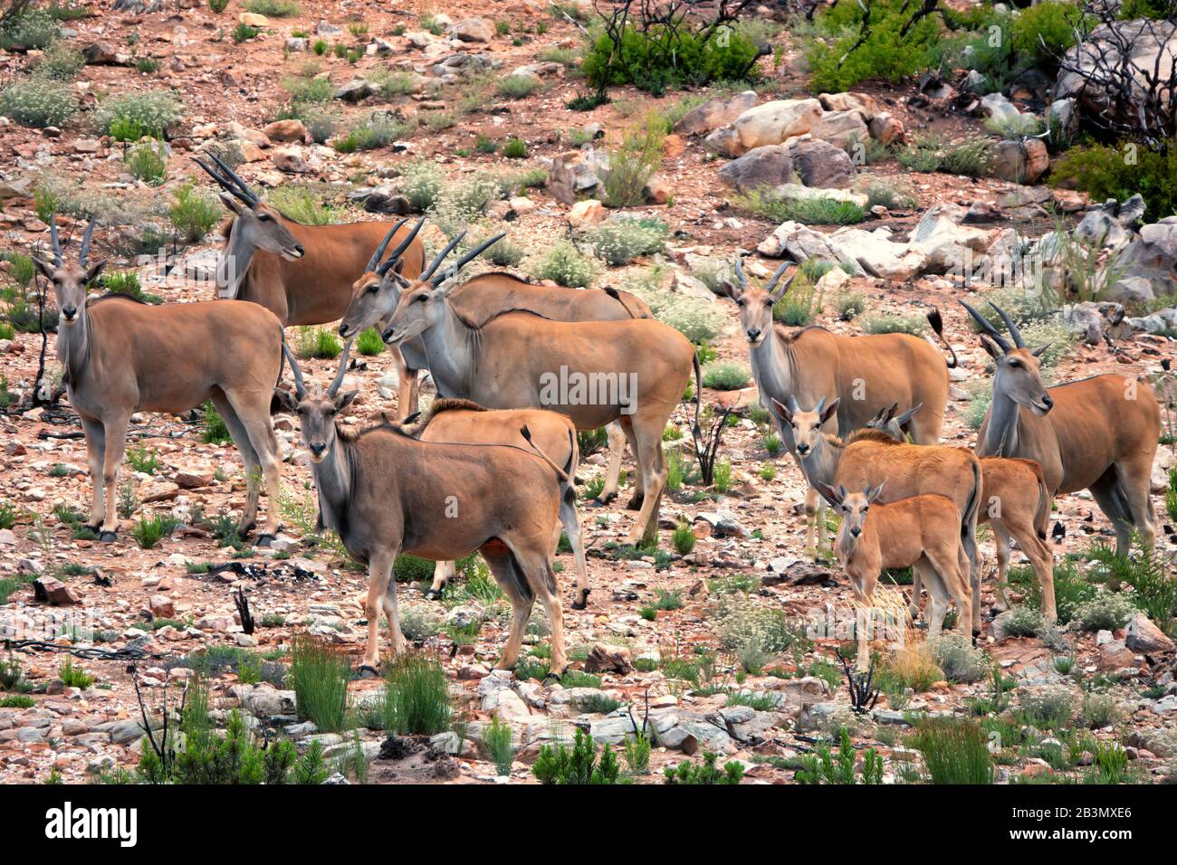 Eland calves hi-res stock photography and images - Alamy